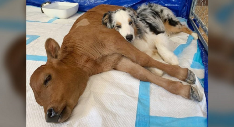 The sick calf lay alone on the ground until a dog appeared that changed ...