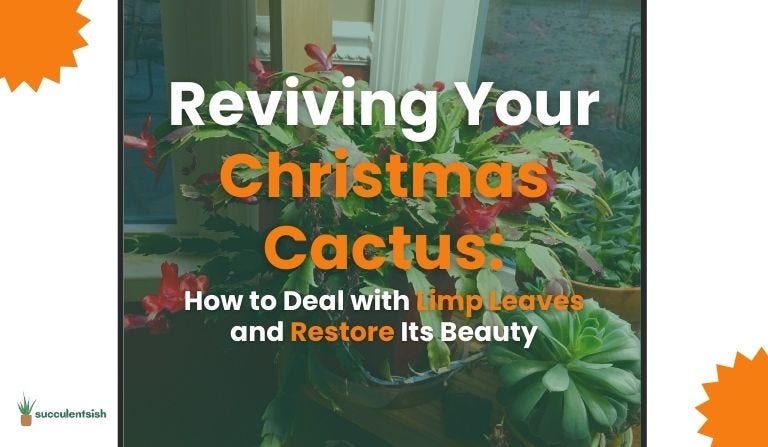 Reviving Your Christmas Cactus: How to Deal with Limp Leaves and ...