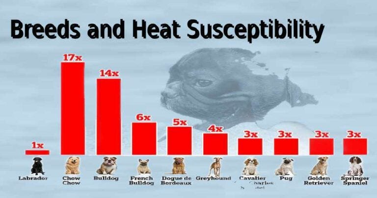 Do Dogs Sweat? | Things to Know. No, dogs do not sweat in the same way ...