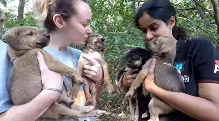 Puppies Stuck In Tar Transform Into Happy Siblings When Freed | by Mari ...