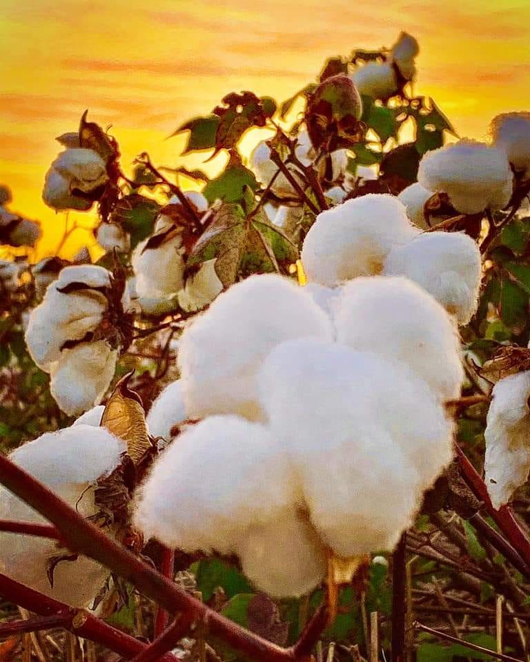 Facts and Photos of Cotton Fields | by B A Little, M.Ed. - The ...
