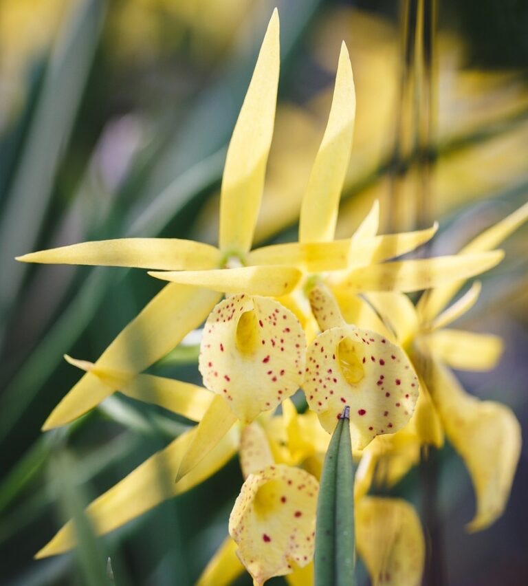 Brassavola Nodosa: Best 10 unknown facts to Growing and Caring for this ...