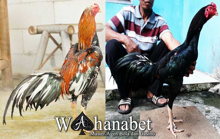 Ayam Mangon atau magon merupakan ayam peratung bergata modern hasil ...