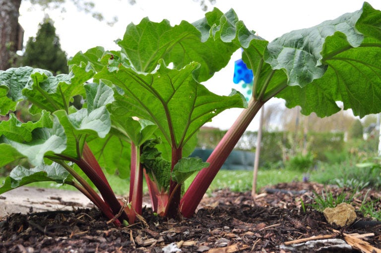 How To Grow Rhubarb: The Complete Guide | by Joseph Nzomo | Medium