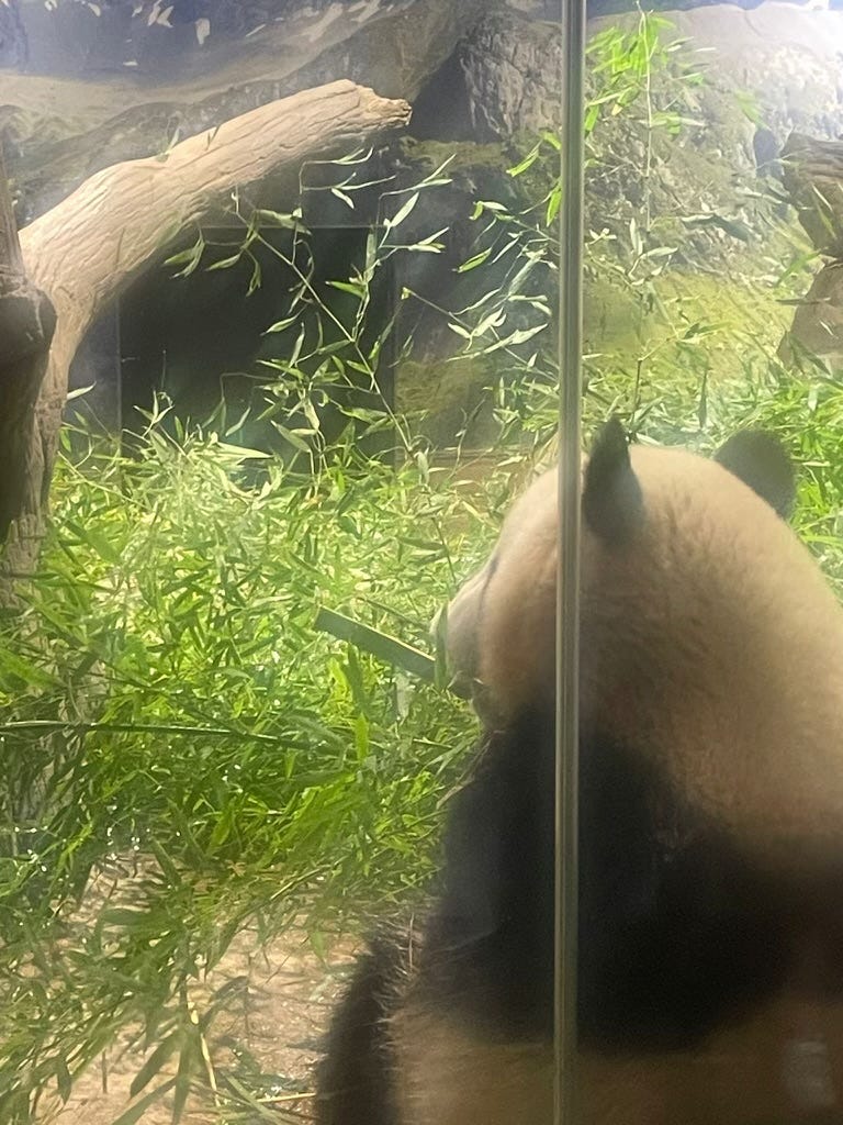 Pandamonium at Tokyo’s Ueno Zoo. Visiting the Giant Pandas at Japan’s ...