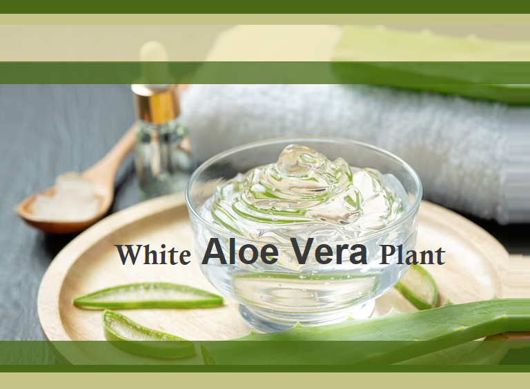 The Amazing Benefits of White Aloe Vera Plant | by Haseeb Khan | Medium