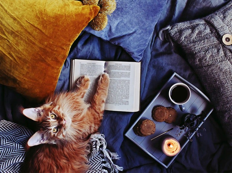 Five Fantastic Feline Novels for the Novice Cat Lover | by Mantas ...