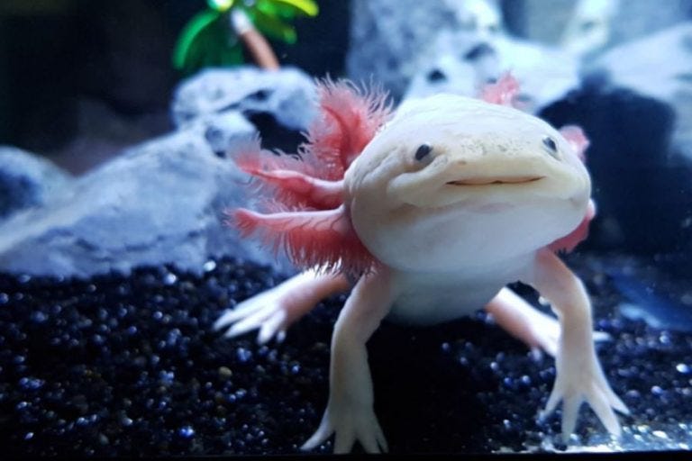 The tragedy of the axolotl mutant | by Thasleemasiraj | Medium