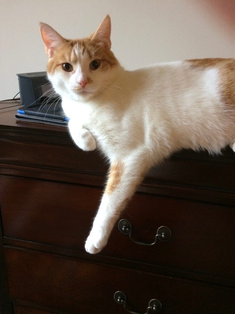 My Cat Raked Me. Little red lines bubbled up on my arm. | by Brian ...