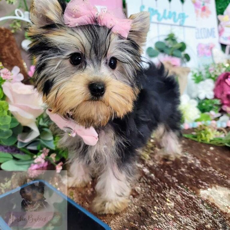 How Micro puppies are so Special. You might fall in love with the ...