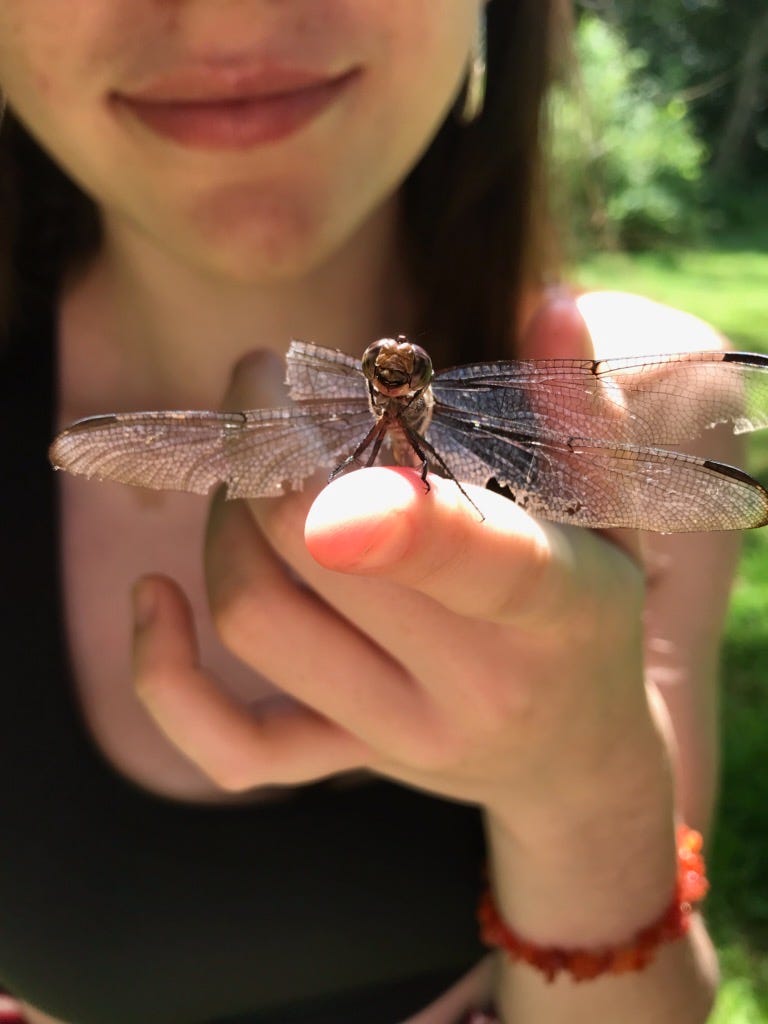 Saving the Dragonflies. Have you ever taken time out of your… | by ...