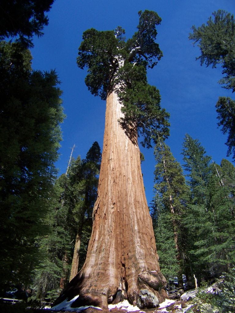 WAITING TIME: SEQUOIA (PART 1). For You promise is loyal, | by Ode ...