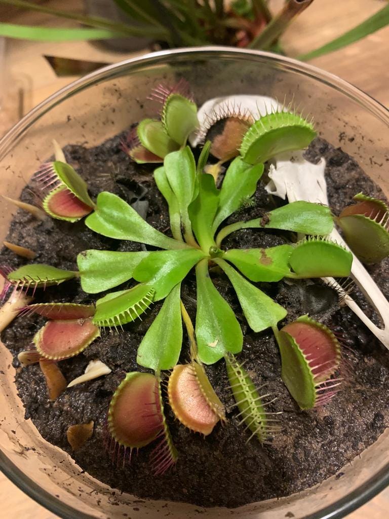 The Carnivorous Collector. Hello there, | by Damyan Korada | Medium