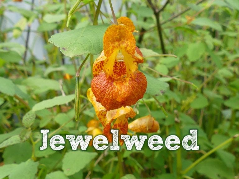 Jewelweed. Lessons from a four-year old. | The Shortform