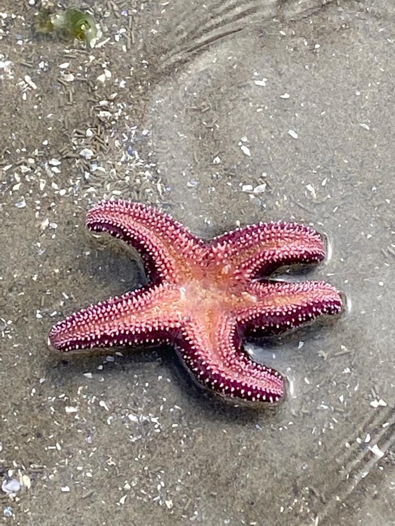 The Lone Starfish Washed Ashore. June Six Word Photo Story Challenge ...