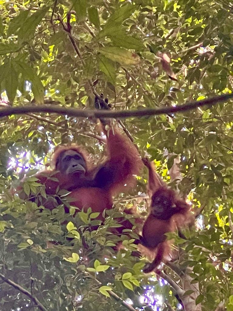 Orangutans in the Sumatran Rainforest | by Chris Reynolds | Medium