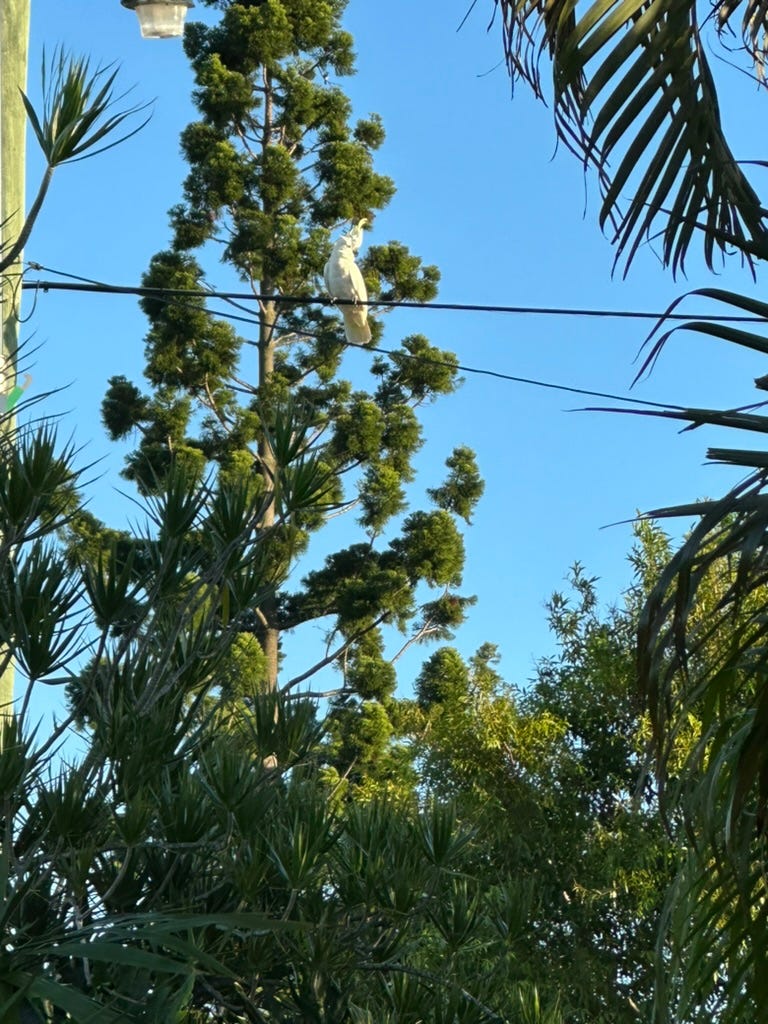 Forests Are Humanity’s Friend. Trees and plants give us life-giving… | by Adrienne Beaumont ...