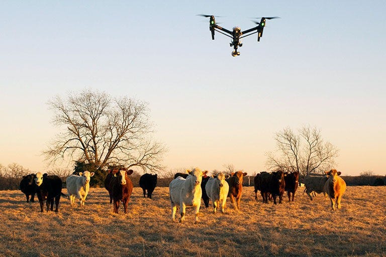 DRONES IN CATTLE HERD MONITORING | by garuda aerospace | Medium