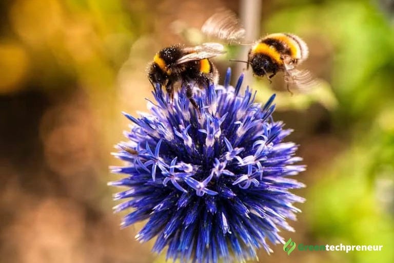 The Crucial Role of Bees in Biodiversity and How Companies Can ...