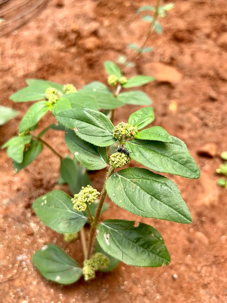 NaturHeals — Wild Weeds 12 — Dugdhika Badi — Euphorbia Hirta — Asthma ...