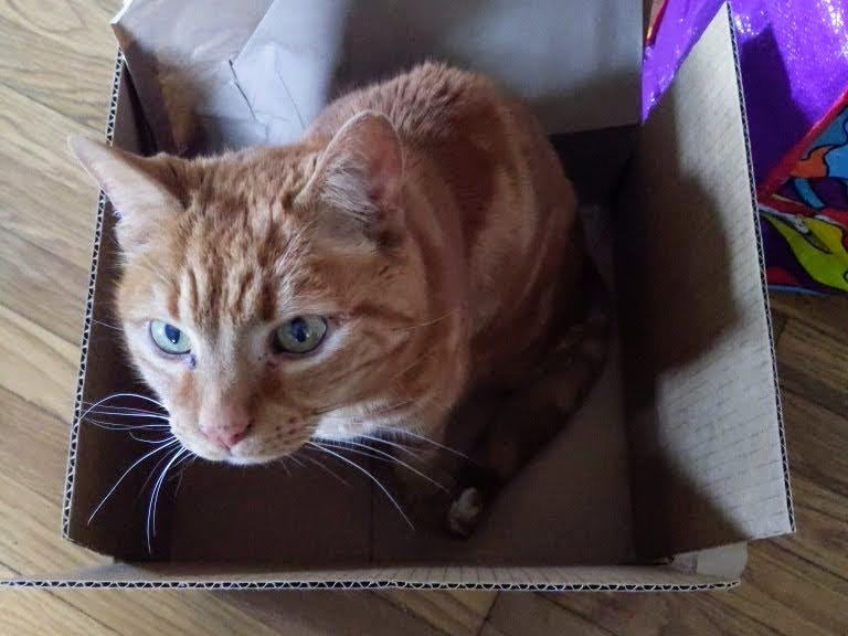 Dickie, on Dying. Cats always seem to have one foot in… | by Brittney ...