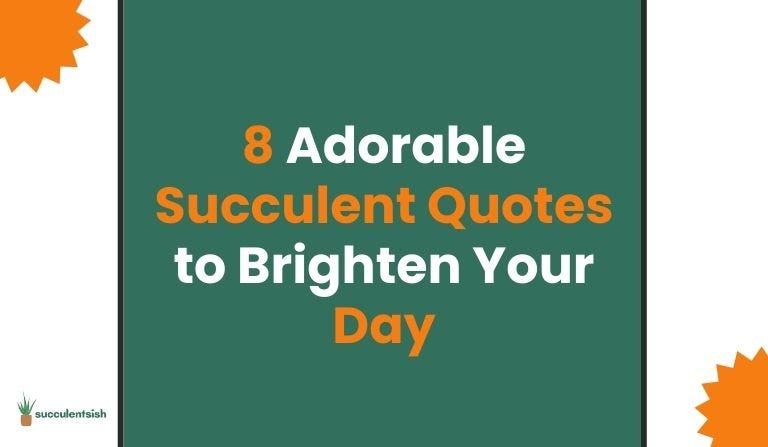 8 Adorable Positive Succulent Quotes to Brighten Your Day | by ...