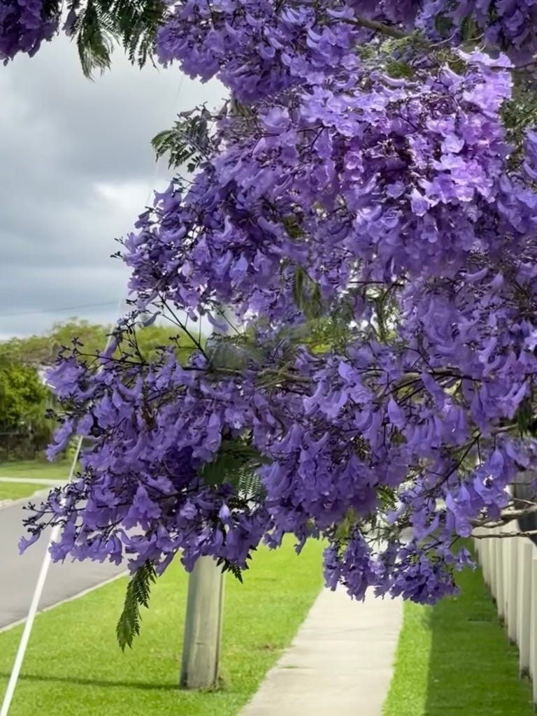 Jacarandas Bloom But Once a Year. But, oh so beautiful… | by Adrienne Beaumont | A Taste for ...