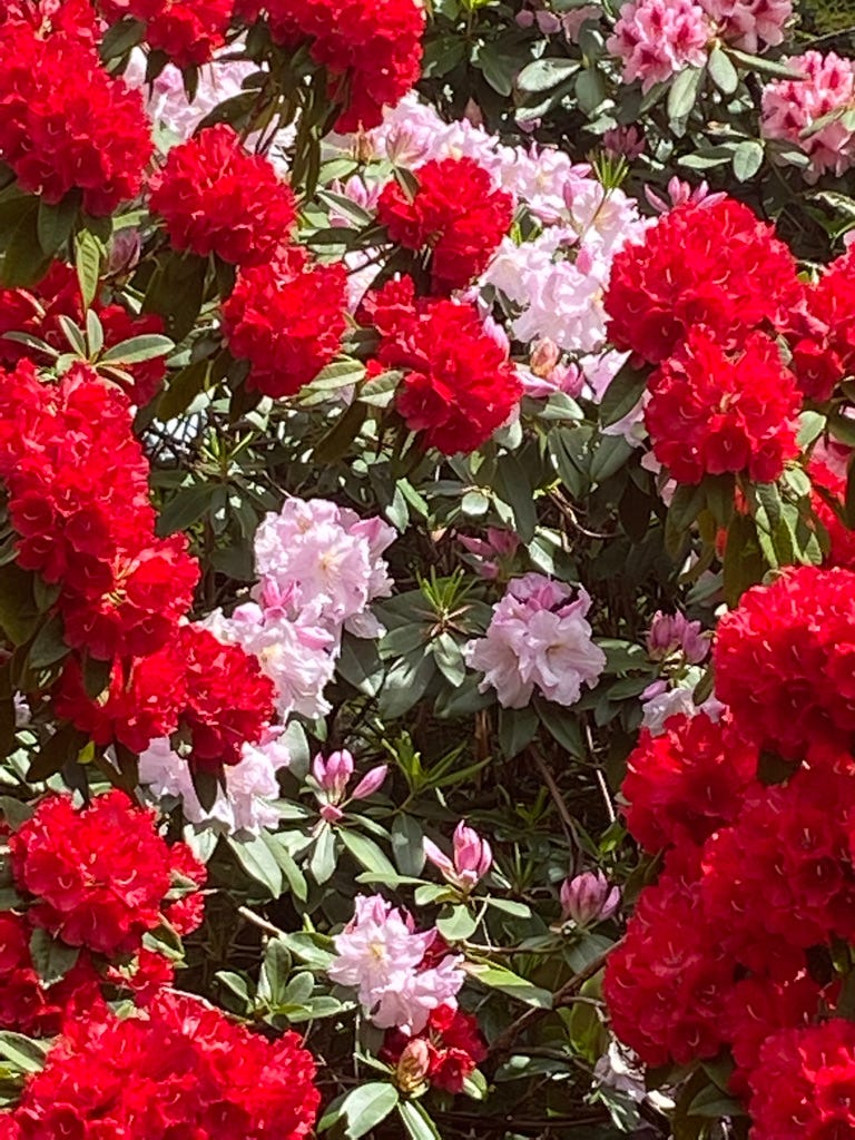 A Garden Visit for Dennett # 1. Aussie Spring Flowers at their Best ...