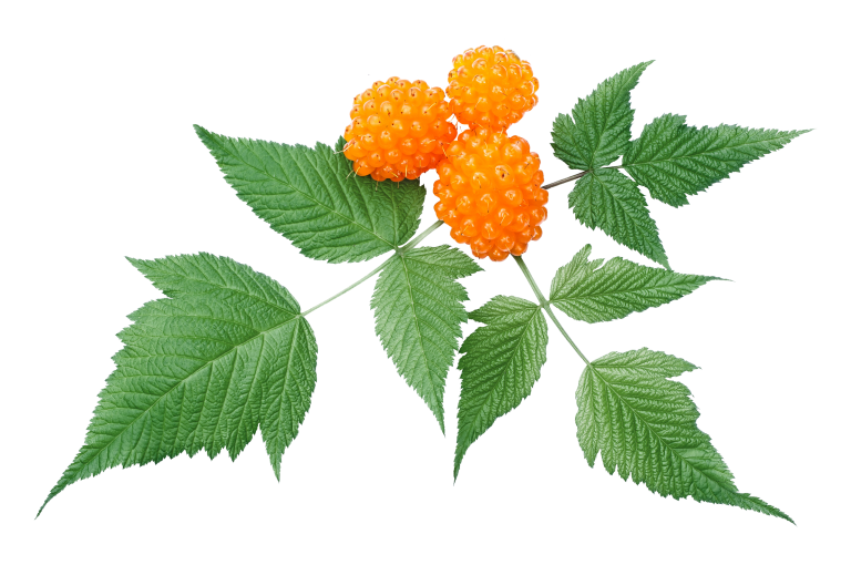 Musqueam Plants and their Meanings | by Masrur Mahbub | Medium
