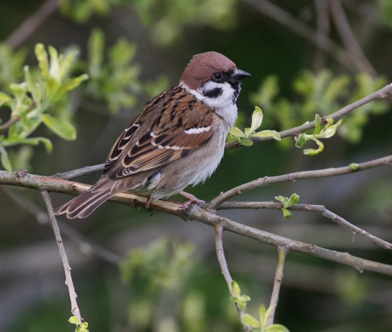 LEAVING HOME (Home Sweet Home). I’m a tree sparrow hatched in a nest… | by Myrna E. Tejada | Medium