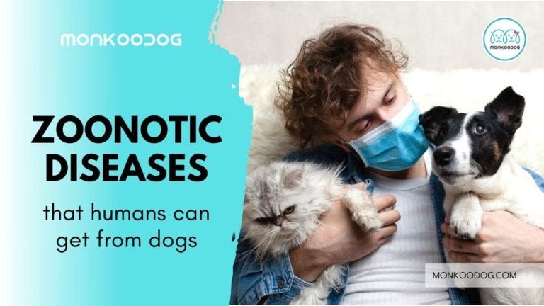 10 Zoonotic Diseases In Dogs That Any Human Can Get - Monkoodog - Medium