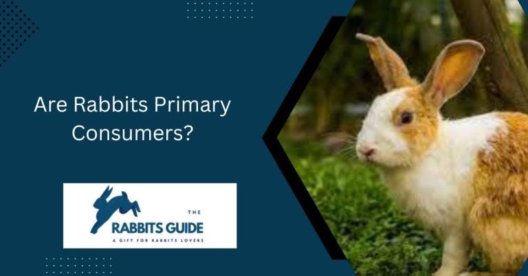 Are Rabbits Primary Consumers?. Rabbits are often associated with being ...