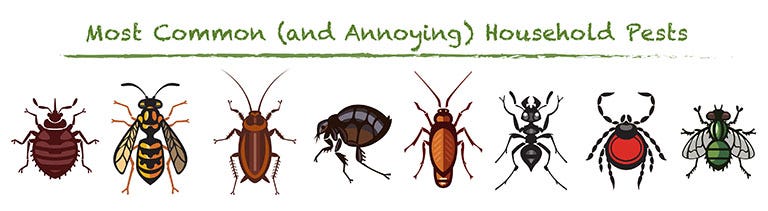 The Most Common Pests in Pasadena and How to Prevent Them — The Pest ...