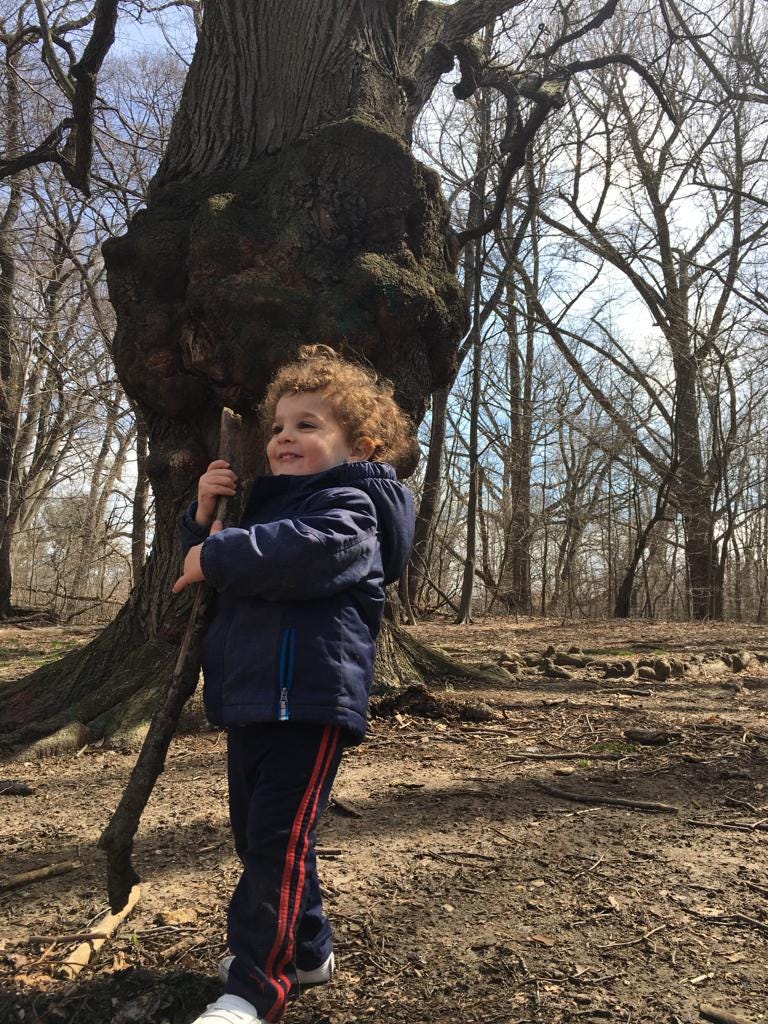 The Halleluyah Tree. A message from a fierce, old tree. | by Rabbi ...