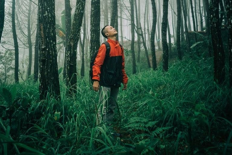 Forest Bathing: Immersing Yourself in Nature for Well-Being | by Ruchi ...