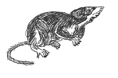 Shrew Drawing
