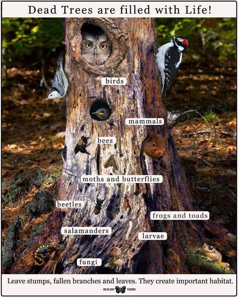 The Tree and Its Life - Sukki~ - Medium