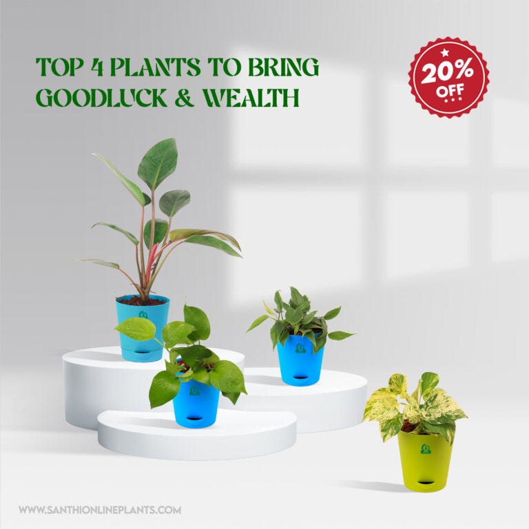 Top 4 Plants to Bring Good Luck & Wealth - santhi santhi - Medium
