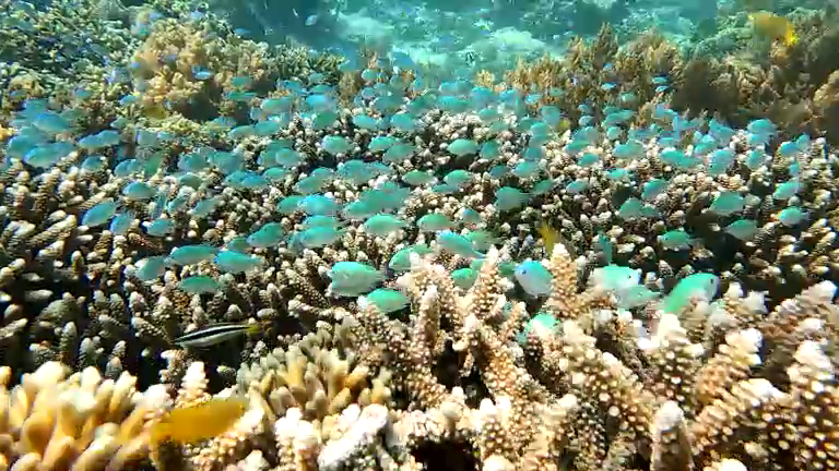 EMERGING HOPE FOR THE EARTH’S CORAL REEFS | by Manuel Lumayag | Mar ...