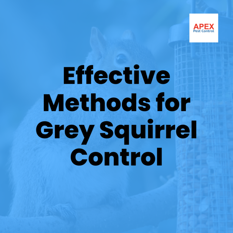 Grey Squirrel Control. What Are The Most Effective Methods For… | by ...