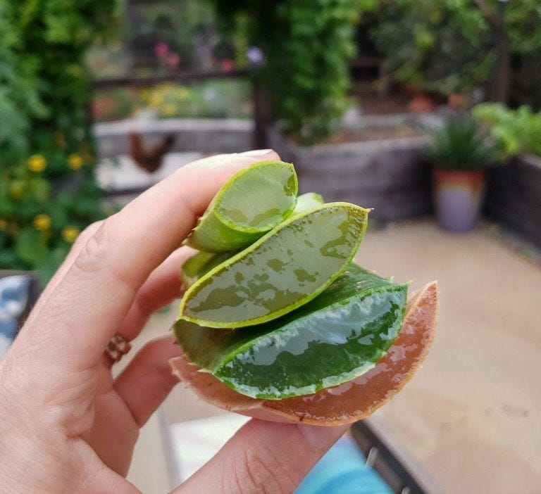 7 BENEFITS OF ALOEVERA :. · INTRO | by nandini naugain | Medium