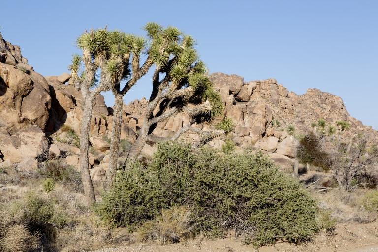 Violence Against Ecosystems: Paving Nature Over with Solar Panels | by ...