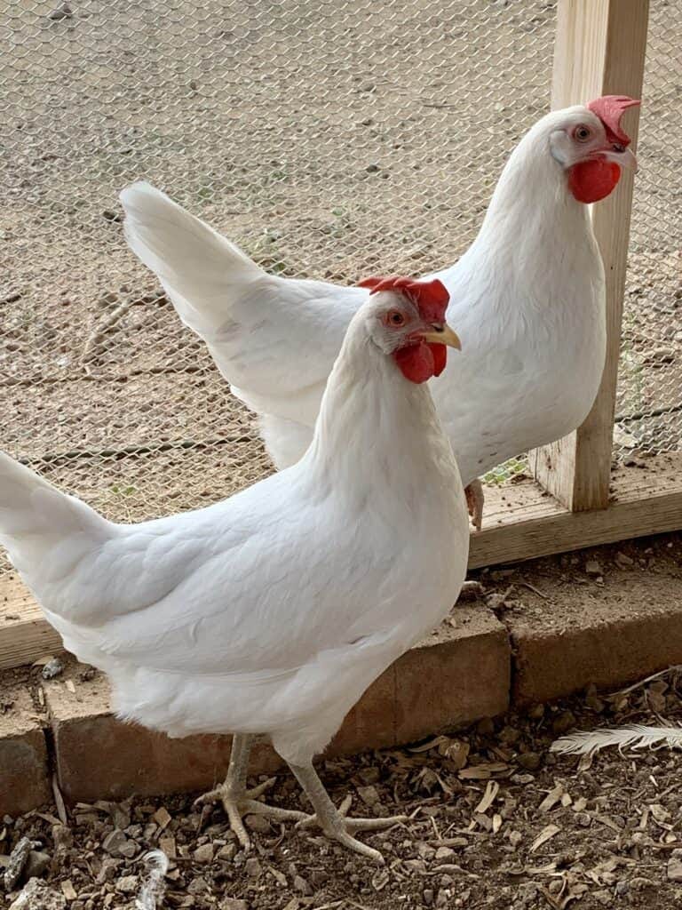 Leghorn Chicken. The White Leghorn chicken is a highly… | by Kathyleah ...