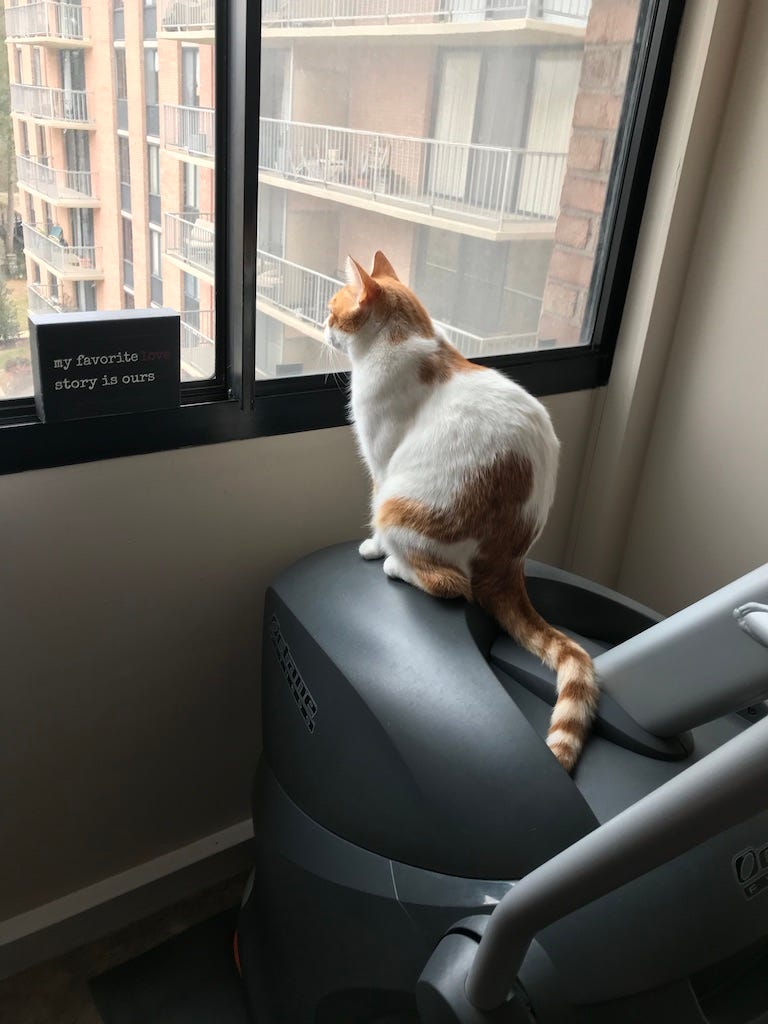 Understanding My Cat. Humans spend millions seeking… | by Brian Dickens ...