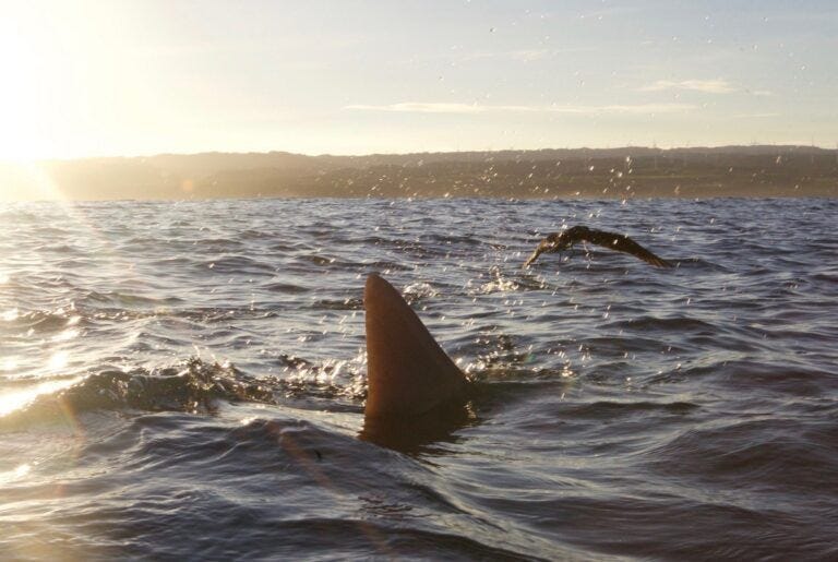 Ever Taken an Ocean Adventure Boat Tour? | by Banzai Adventures | Medium