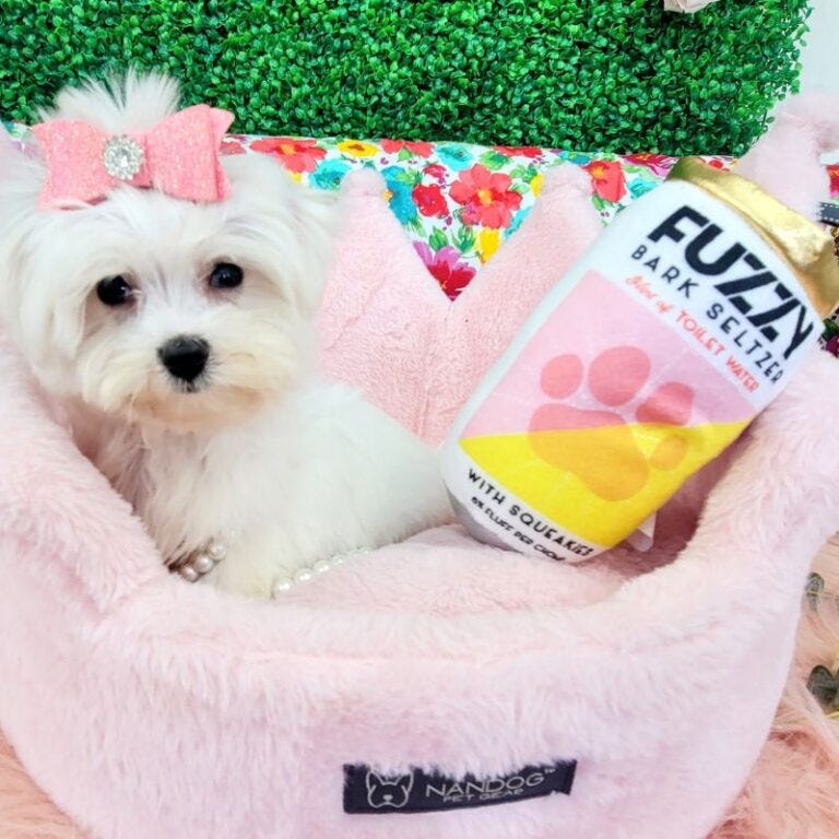 Cheap Maltese Puppies for Sale — Ideal Way to Make Your Family Member ...