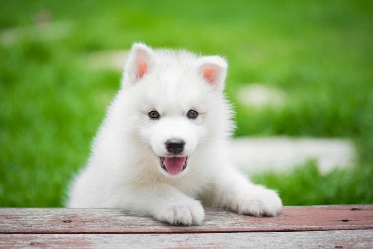 Dog Breed Identification. Table of content | by Debasish Pradhan | Medium
