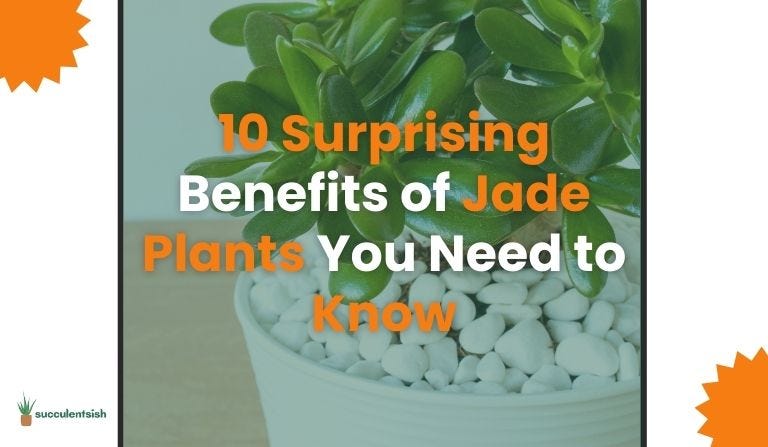 10 Surprising Benefits of Jade Plants You Need to Know | by ...