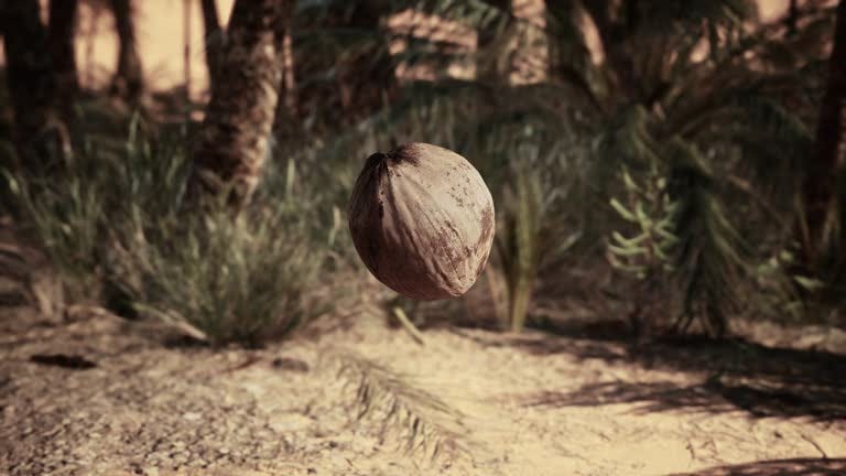 cpoCoconuts are More Dangerous Than Sharks: How Falling Fruits Can Kill ...