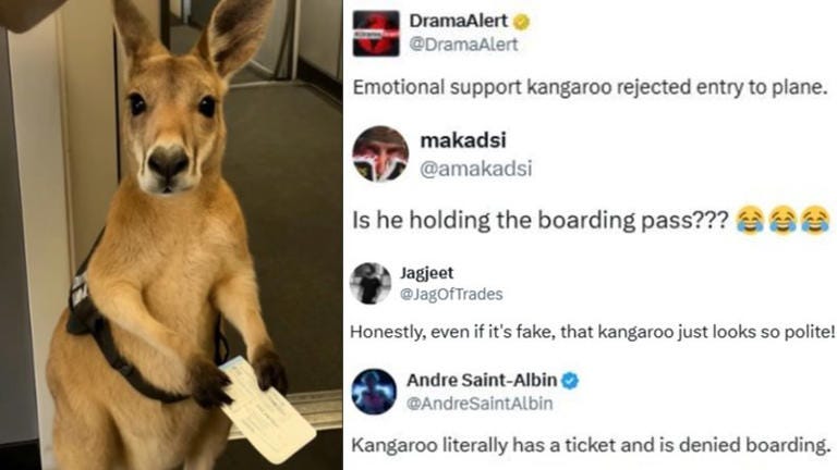 This Viral Kangaroo Video Fooled MILLIONS | by Subhadip Saha ...